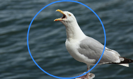 Seagull Management by Cédric Druais on Prezi