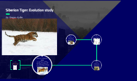 Siberian Tiger: Evolution study by Keagan Ryder on Prezi
