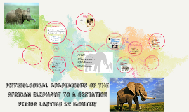 physiological adaptation of African Elephant to a 22 month g by ...