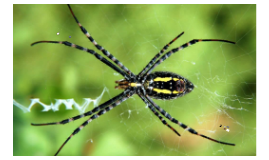 Insectos by juan sanchez guzman on Prezi