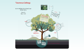 Venomous Cabbage by derek fazioli on Prezi
