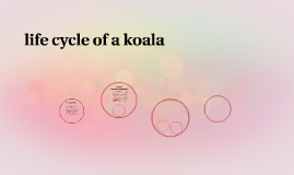 complete life cycle of a koala by erin mcdonald on Prezi