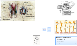 SEDDON'S CLASSIFICATION OF PERIPHERAL NERVE INJURY ( ) by Richard ...