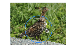 FOOL BIRD by Sadie Potts on Prezi
