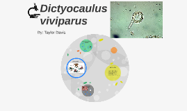 Dictyocaulus viviparus by taylor davis on Prezi