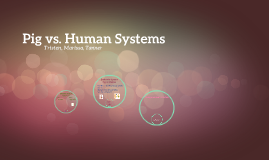 Pig vs. Human Systems by Marissa Munoz on Prezi