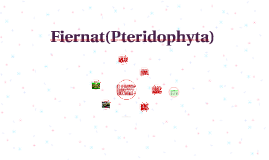 SISTEMI I ORGANEVE TE FRYMEMARRJES by altina gashi on Prezi