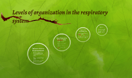 Levels of organization in the respiratory system by Darrin Desylva on Prezi