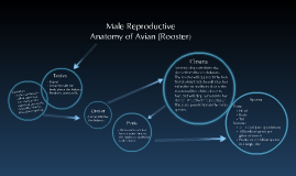 Male Reproductive Anatomy of Avian (Rooster) by Cassie Boggs on Prezi