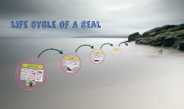 Life Cycle Of A Seal by alana bain on Prezi
