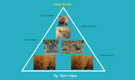 Amur "Siberian" Tiger by Kierra Harrison on Prezi