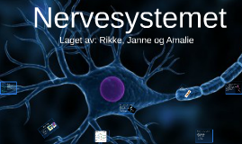 Nervesystemet by rikke svensson on Prezi