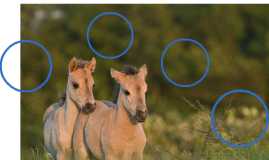 Neonatal isoerythrolysis by An Verwulgen on Prezi