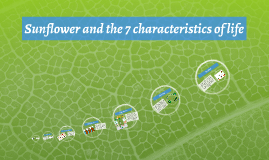 Sunflower and the 7 characteristics of life by Muhammad Ahmad on Prezi