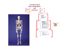 Concept map of bone composition and structure by Haohui Duan on Prezi