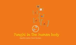 Digestive System Travel Brochure by Cici Ding on Prezi