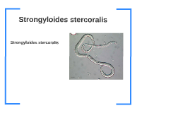 Strongyloides stercoralis by Andressa Proenca on Prezi