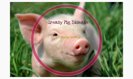 Greasy Pig by Serae Collins on Prezi