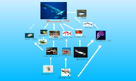 Barracuda food chain by Jessica Yanez on Prezi