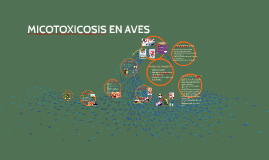 MICOTOXICOSIS EN AVES by Patricia Sarmiento on Prezi