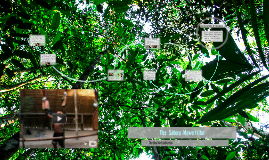 The Satere-Mawe tribe by Dimi Mortys on Prezi