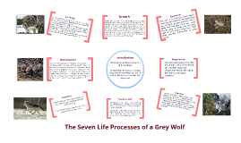 The Seven Life Processes by Emma Graham on Prezi