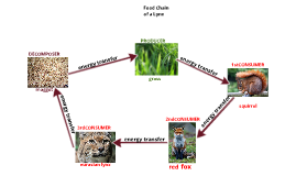 Food Chain of a Lynx by Brady Johnson on Prezi