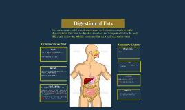 Lipid Digestion Flowchart by Daisy Aguilar on Prezi