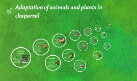 Adaptation of animals and plants in chaparral by Regina Mao on Prezi