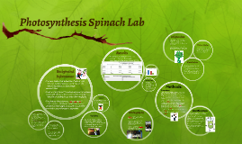 Photosynthesis Spinach Lab by Jojo Joseph on Prezi