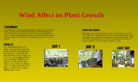 Wind Affect On Plant Growth by Kevin Gratz on Prezi