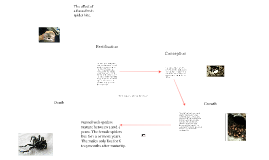 The Life Cycle of a Funnel Web Spider by Corey Jones on Prezi