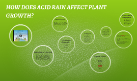 HOW DOES ACID RAIN AFFECT PLANT GROWTH? by Miya Brogdon on Prezi