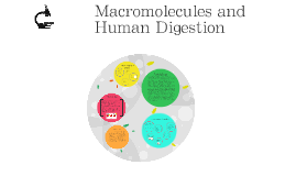 Macromolecules and Human Digestion by Jen Martinez on Prezi