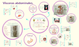 Vísceras abdominales. by Katia Quintero on Prezi