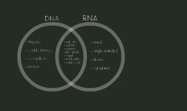 DNA replication, transcription, and translation for dummies by Calen ...