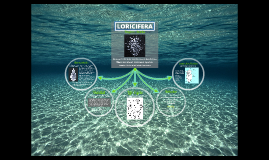 Phylum: Loricifera by Cynthia Tsang on Prezi