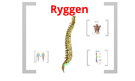 Anatomi ryggen by Thomas Hyldelund on Prezi