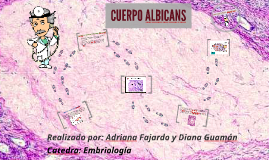 cuerpo albicans by paola garcia on Prezi