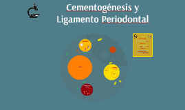 Cementogénesis y Ligamento Periodontal by David Guzmán on Prezi