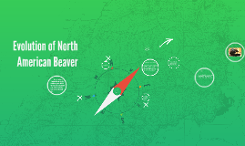 Evolution of North American Beaver by nathan browning on Prezi