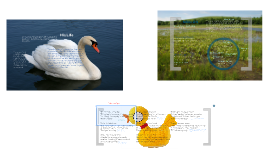 To a Waterfowl - William Cullen Bryant by Amelia Bigler on Prezi