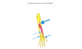 Músculo extensor corto del pulgar by cynthia munoz on Prezi