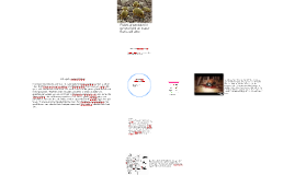 Eurytrema Pancreaticum by Jasmine Smalls on Prezi