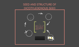 SEED AND STRUCTURE OF DICOTYLEDONOUS SEED by bryan johnson on Prezi