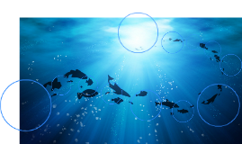 Effects of Deep Sea Pressure on Human Anatomy by Olivia Prager on Prezi