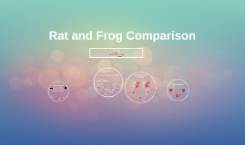 Rat and Frog Anatomy Comparison by Eyad Ali on Prezi