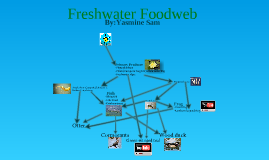Freshwater Food Web by Yasmine Starr on Prezi