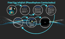 Fried Egg Jellyfish (Phacellophora camtschatica) by Chase Austin on Prezi