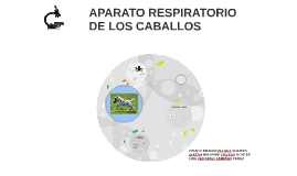 APARATO RESPIRATORIO DE LOS CABALLOS by luis gerardo zamudio perez on Prezi